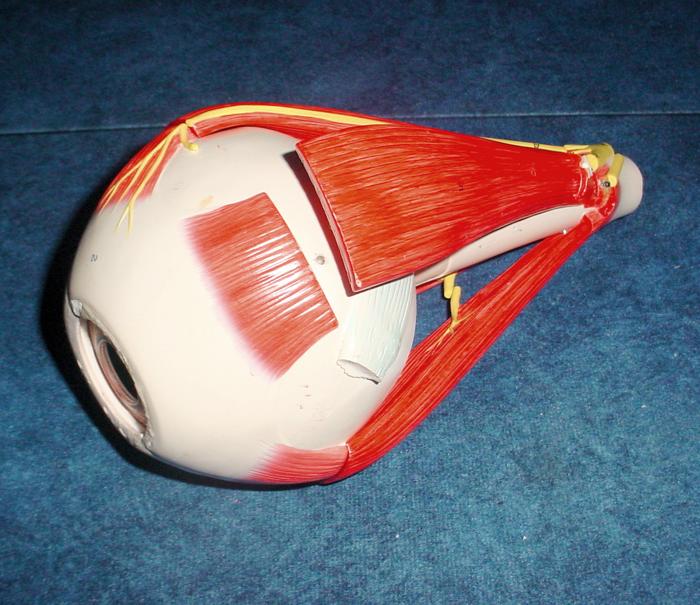 Altay Scientific Eye with Orbit Model - 5 Times Normal Size #8 | eBay