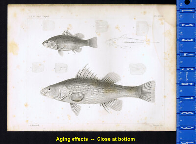 Fishes of the 35th & 41st Parallels 1857 Percichthys chilensis Percilia ...