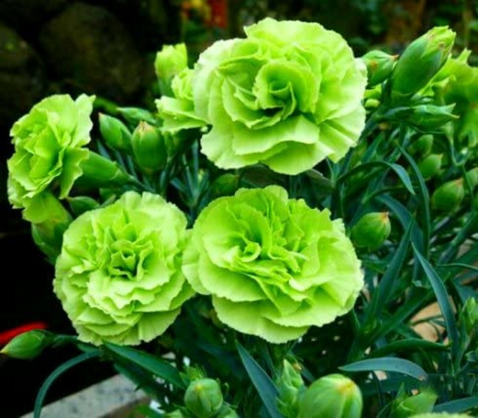 100 Bright Green Carnation Seeds Dianthus Flowers Seed Flower Perennial ...