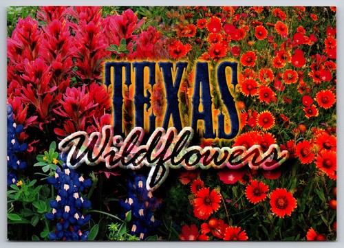 Texas Wildflowers Postcard Springtime Blanket of Colorful Flowers | eBay