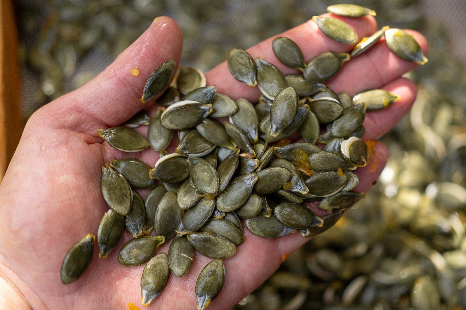 Styrian Hulless Pumpkin Seeds for Planting: Non-GMO Seed Packet or Bulk ...