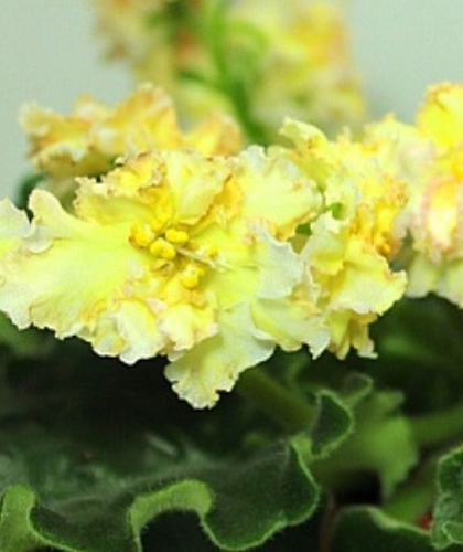 African Violet PLANT ~AV-SPONGE BOB (Rus) Ultra Rare! 2-1/2" Leafpot ...