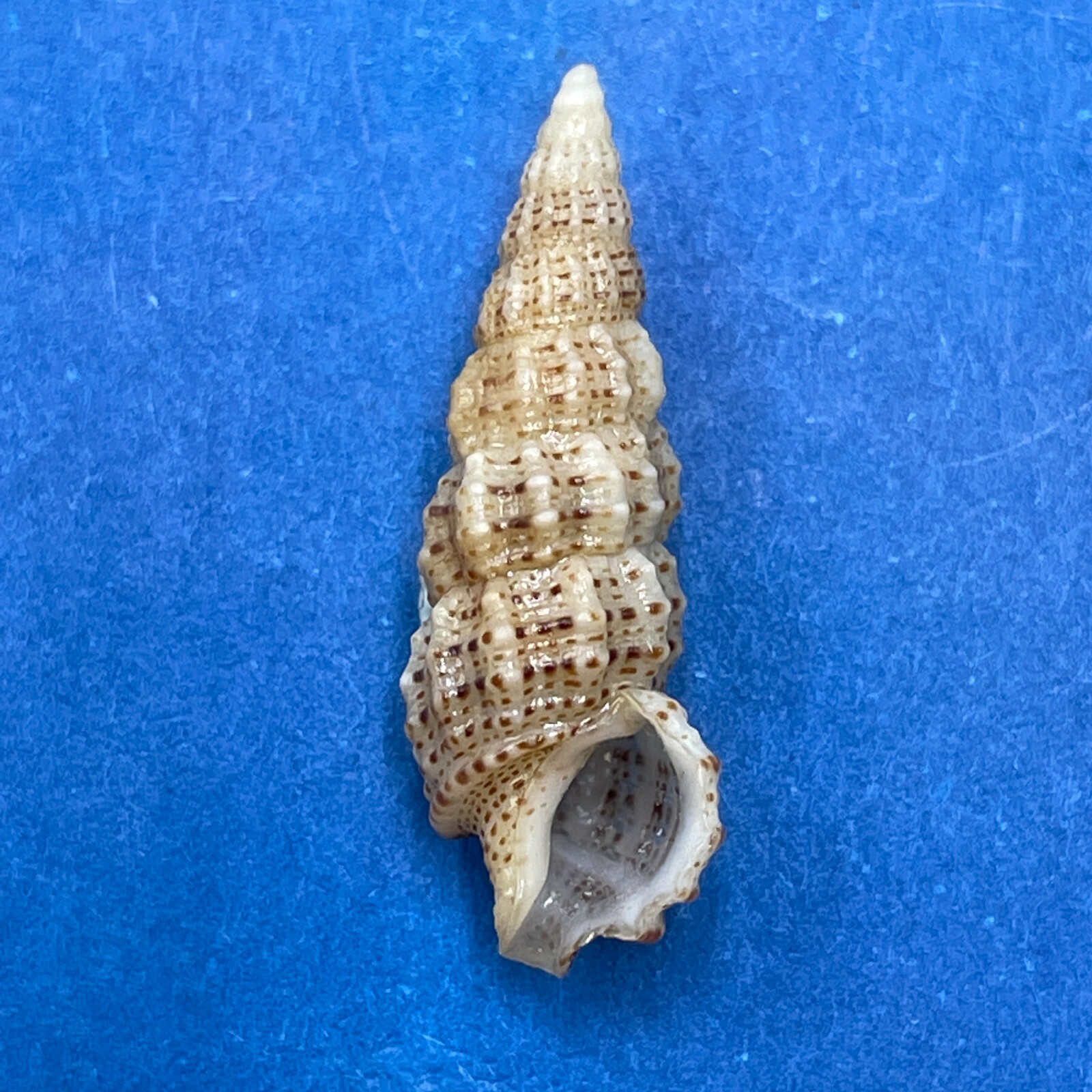 #7 Cerithium muscarum 21.5mm F++ Sarasota Bay, Florida | eBay