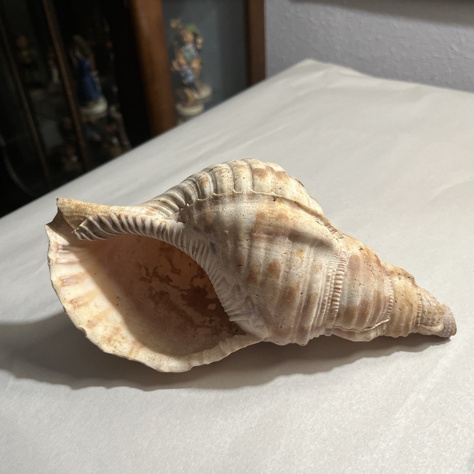 Giant Charonia tritonis Triton trumpet sea shell shells conch 8 In Long ...