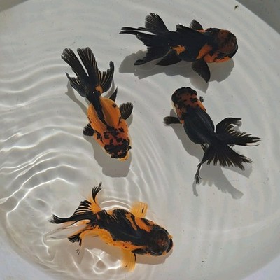 Live Fish Oranda Goldfish Juvenile APACHE Red Black 2-2.5 inch Volume ...