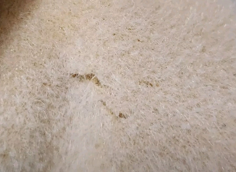 Baby Einstein "It's Mine! Mina Bird" Hand Puppet. VERY RARE | eBay