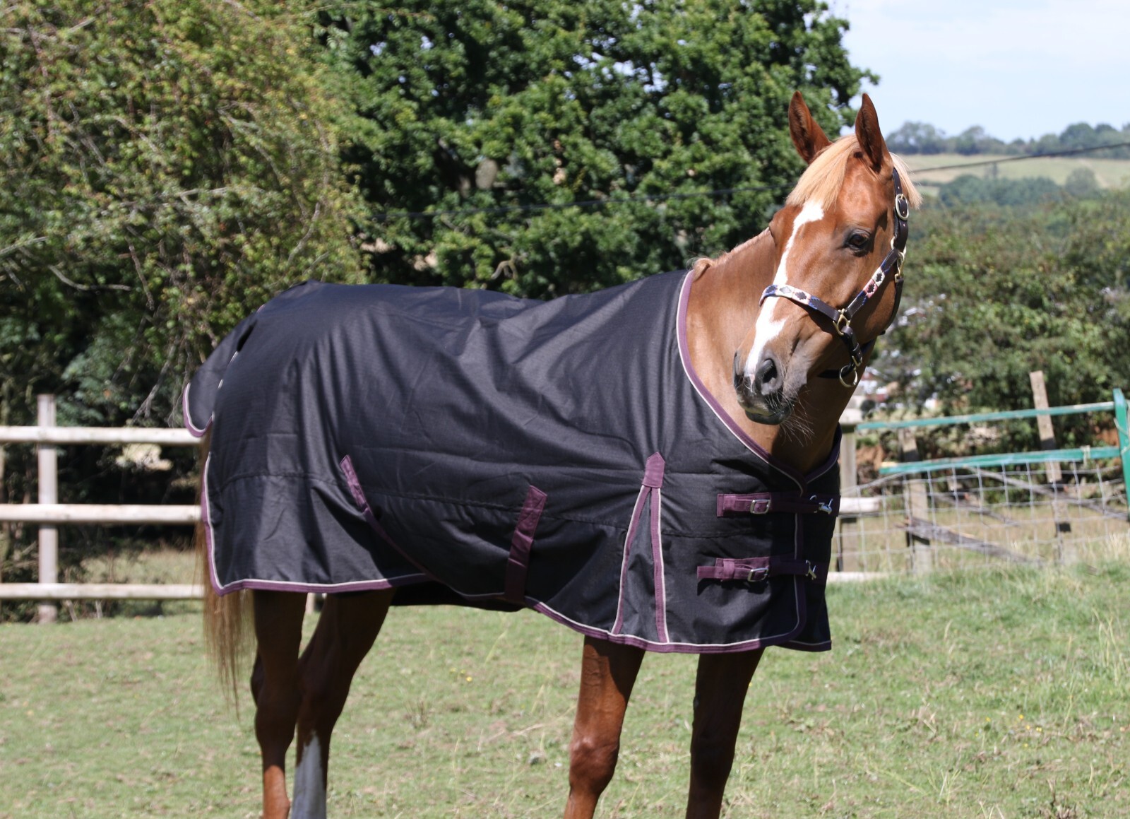 Horse Rug Waterproof 600D Lightweight Turnout Horse Rug 100g | NO FILL ...