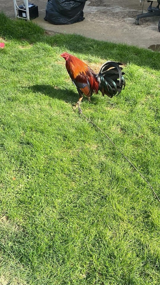 Pure Kearney Whitehackle gamefowl | eBay