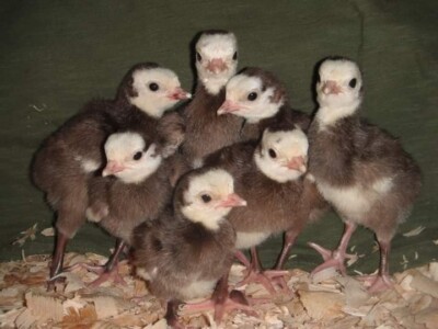 3 + 1 Fertile Beautiful Chocolate Turkey Hatching Eggs - Darling Farm ...