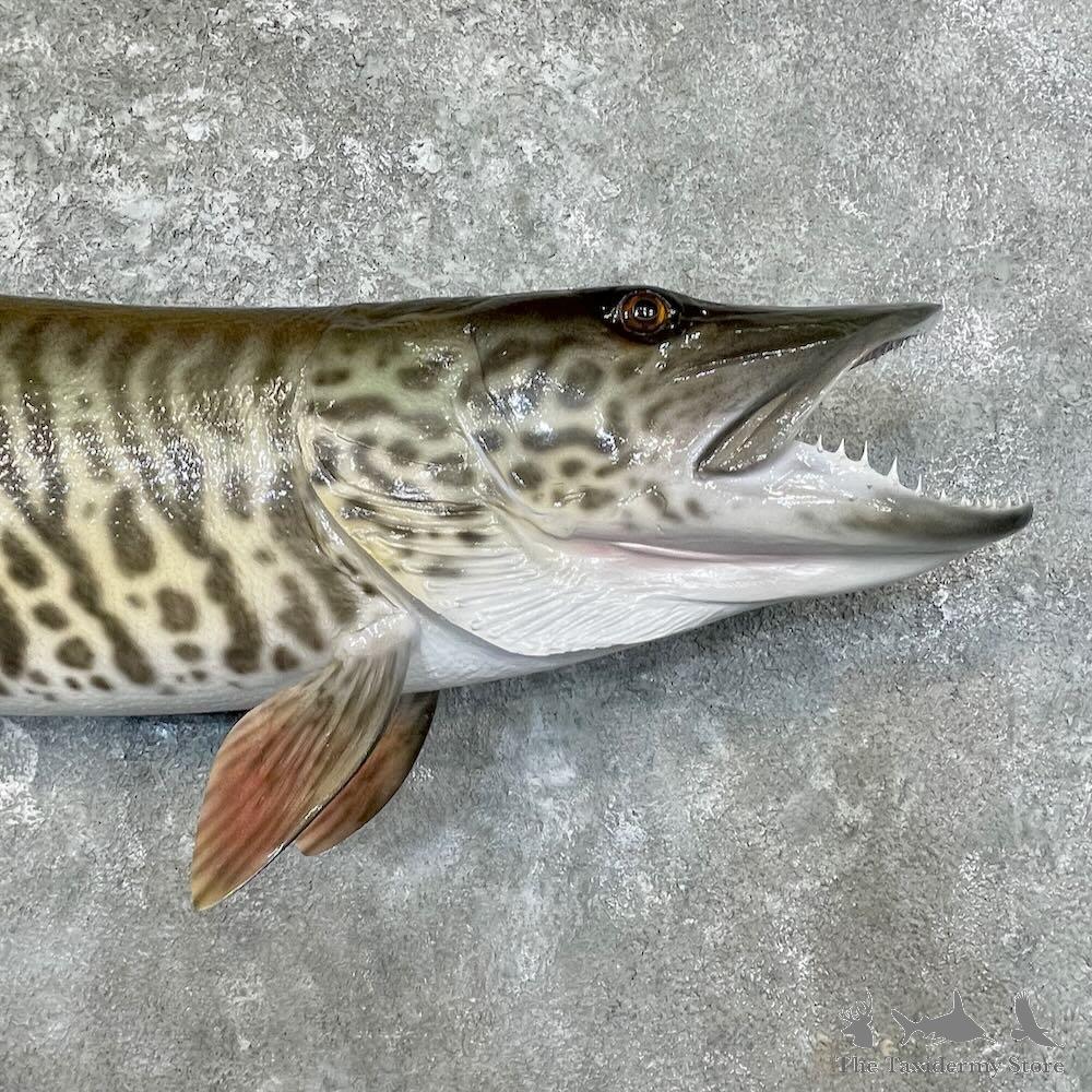 #27675 WC | Tiger Musky Freshwater Taxidermy Fish Mount Muskellunge ...