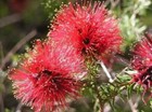 Lemon+Myrtle+Seeds+Backhousia+Citriodora+Native+Flowering+Shrub+20+Seed ...