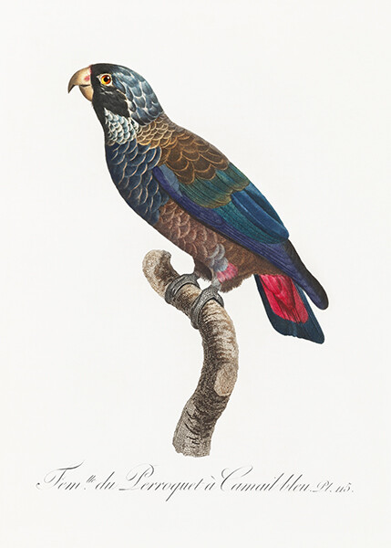 Bronze Winged Pionus