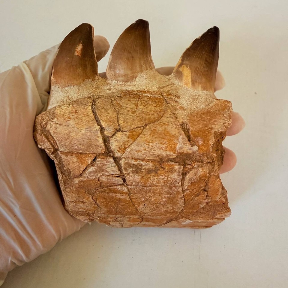 Mosasaur Fossil Jaw Section with Teeth – Prehistoric Marine Reptile ...