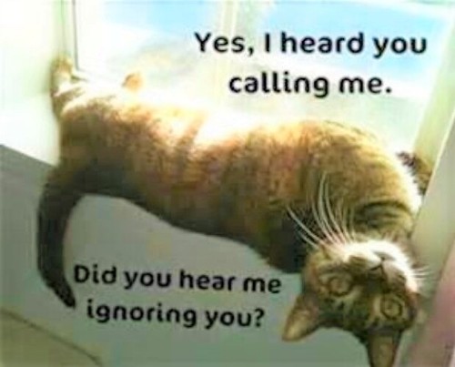 Yes, I heard you calling me. Did you hear me ignoring you? cat pet ...