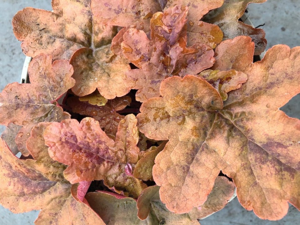 HEUCHERELLA 'RED ROVER' CORAL BELLS LIVE PERENNIAL PLANT BARE ROOT | eBay