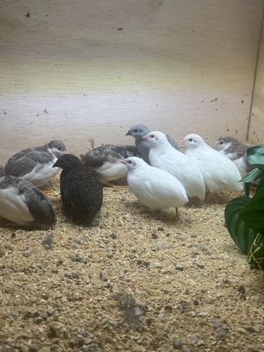 100 Button Quail Hatching Eggs Multiple Colors | eBay