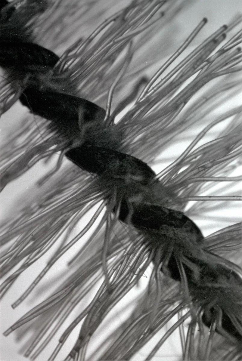 Macro Photography Objects