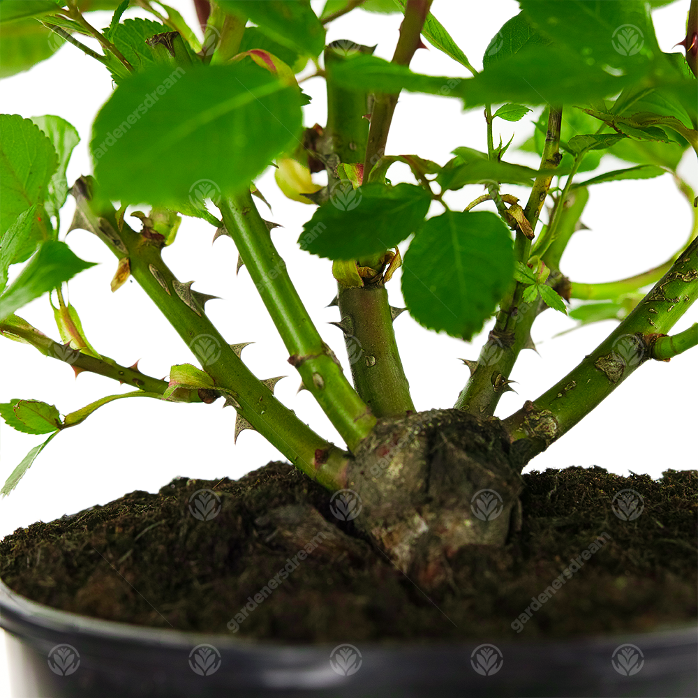 Absent Friend Rose - Absent Friend Gift - Live Rose Bush Plant | eBay UK