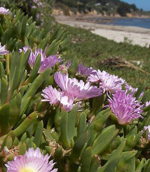 Disphyma australe, exotic mesembs rare succulent flowering cactus seed ...