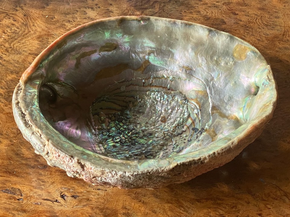 Vintage Large Red Abalone Shell California 8 Inch | eBay