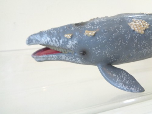 Gray Grey Whale Sealife Toy Model Figure by CollectA 88836 Brand New ...