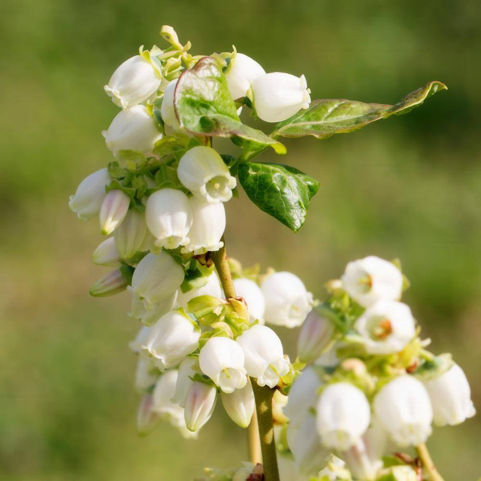 1 Gal. Blueberry Elliott Plant | eBay