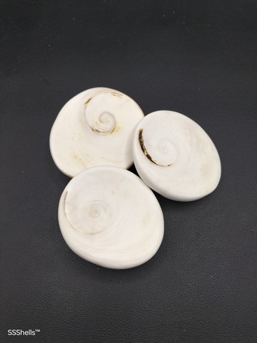 3 x giant operculum Sea shells. Cats eye shiva coastal decor. #10217 | eBay