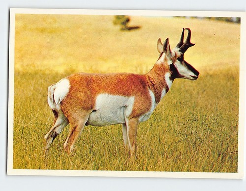 Postcard Pronghorn Antelope, Great Plains | eBay