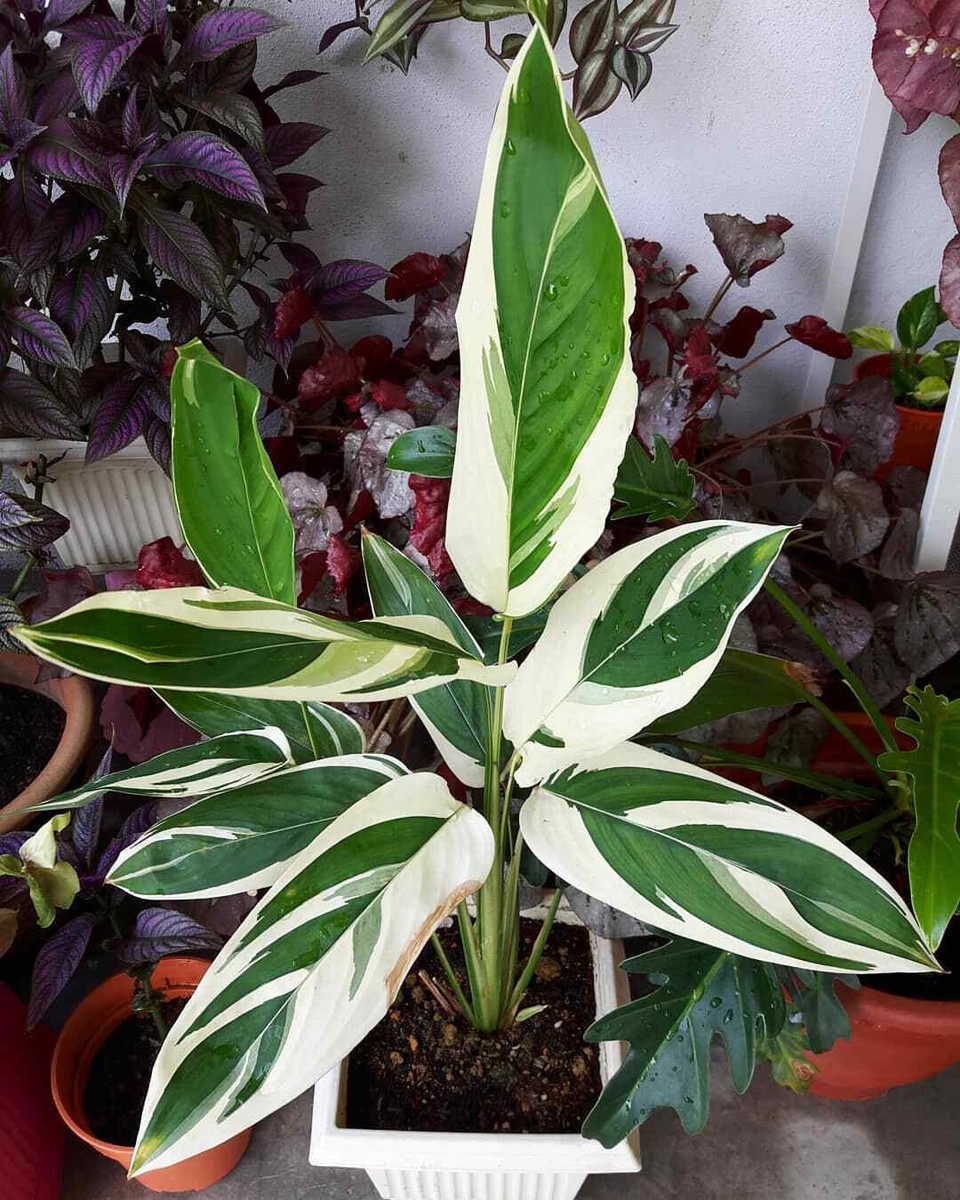Maranta Arundinacea Variegata