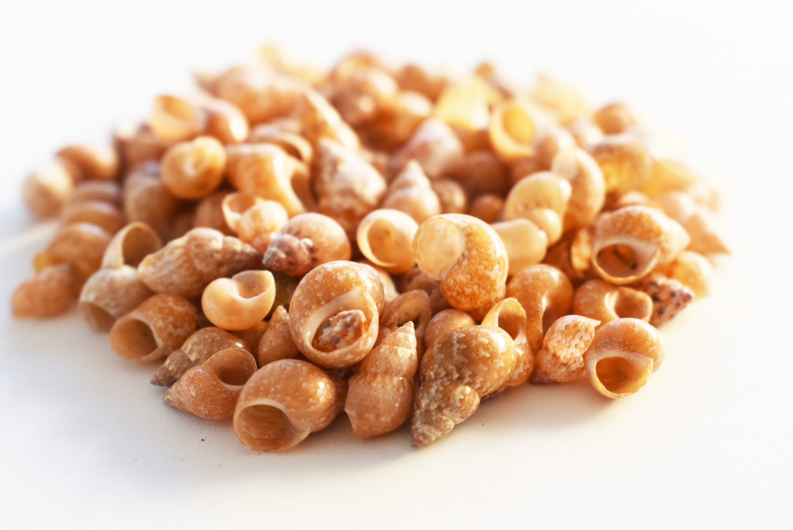 4 oz Philippine Peach Melissa Shells Mini Seashells 1/4-1/2" Beach ...