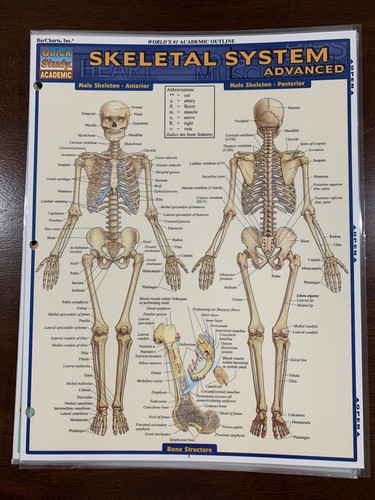 Barcharts Skeletal System Advanced Quick Study Guide | eBay