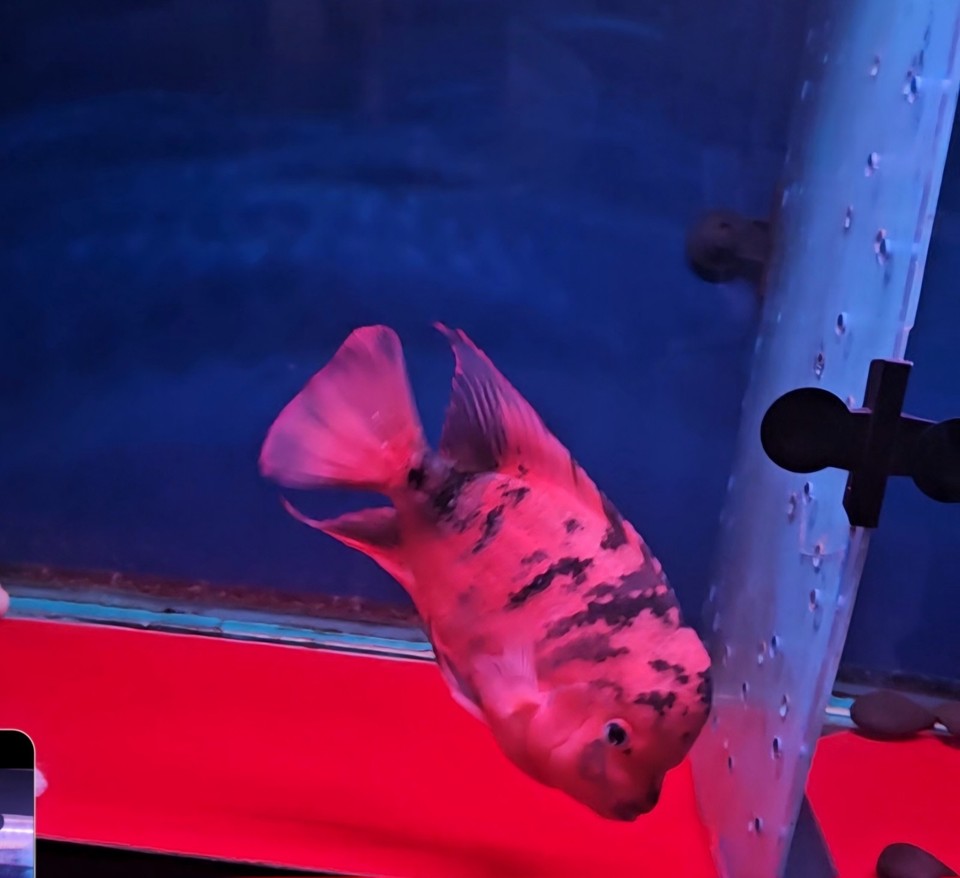 #165**ASK FOR BEST OFFERED** BEAUTIFULL SRM GOLD🍎TIGER 6.5" AAA* | eBay