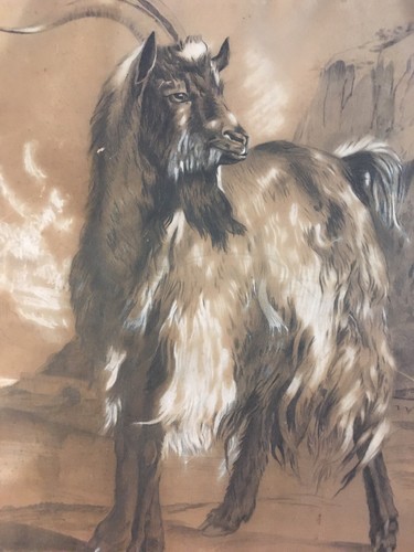 Very Beautiful Large Drawing Angora Goat 19th Century To Identify ...