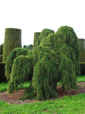 Pendulum Himalayan cedar Cedrus deodara Pendula 'In 3 Litre Pot 80 cm ...