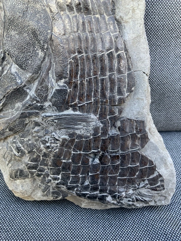 Very Rare Dapedium sp Fossil Fish Specimen, Jurassic Coast, Dorset ...