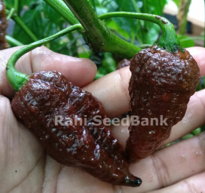Chilli Kraken Scorpion Chilli Pepper - A Wicked, Huge Screaming Hot ...