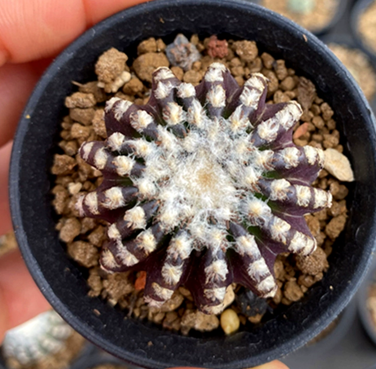 Cactus plants Discocactus horstii Beautiful Raregarden Cactus ...