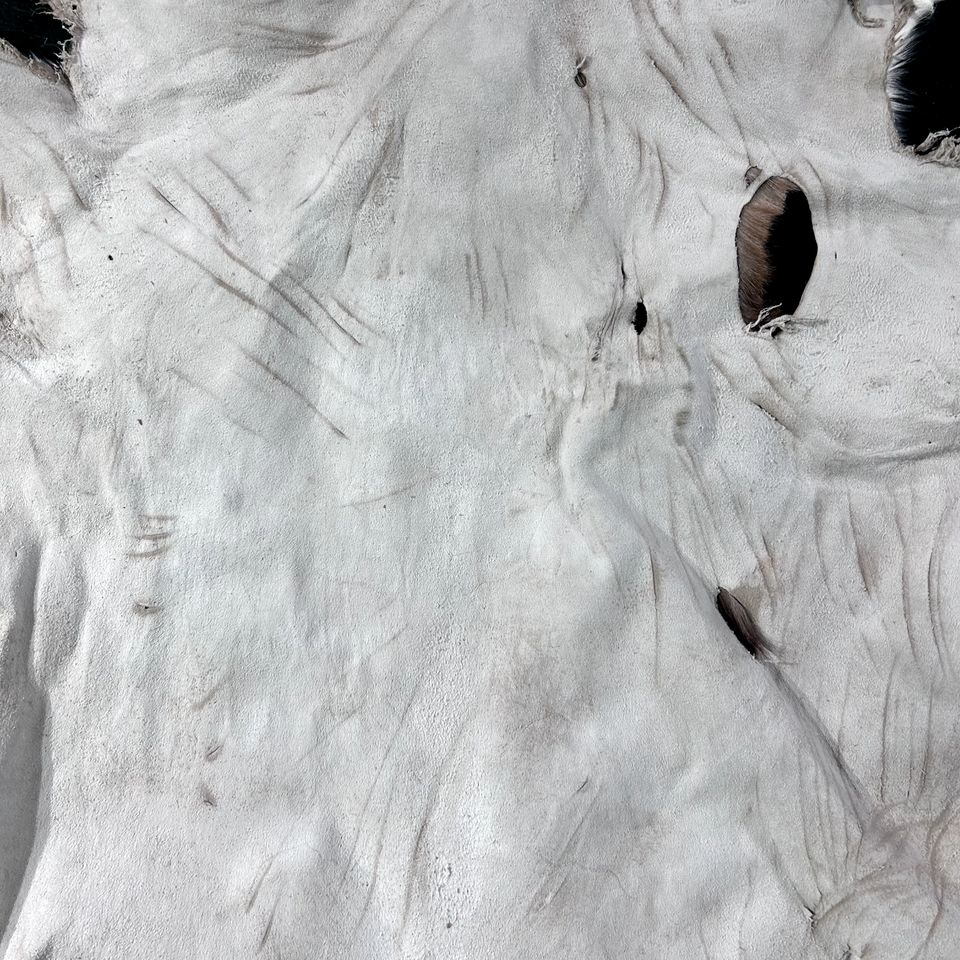B Grade Springbok Skin XLarge African Springbok Hides - Size: 35 X 30 ...