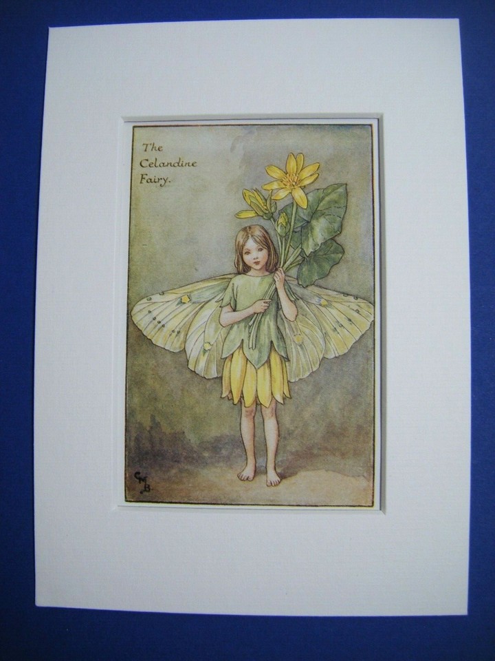 The Celandine Fairy Vintage Flower Fairies Print & Mount Cicely Barker ...