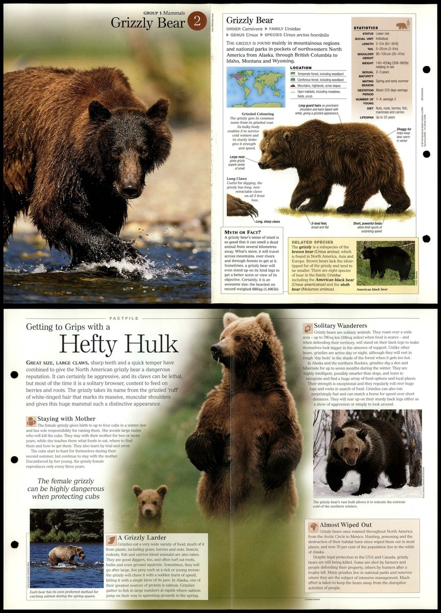 Bear Carnivora Chart