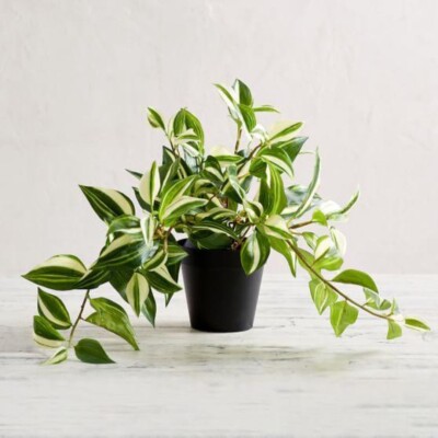 25 CUTTINGS Variegated Jew Yellow And Green Tradescantia Fluminensis ...