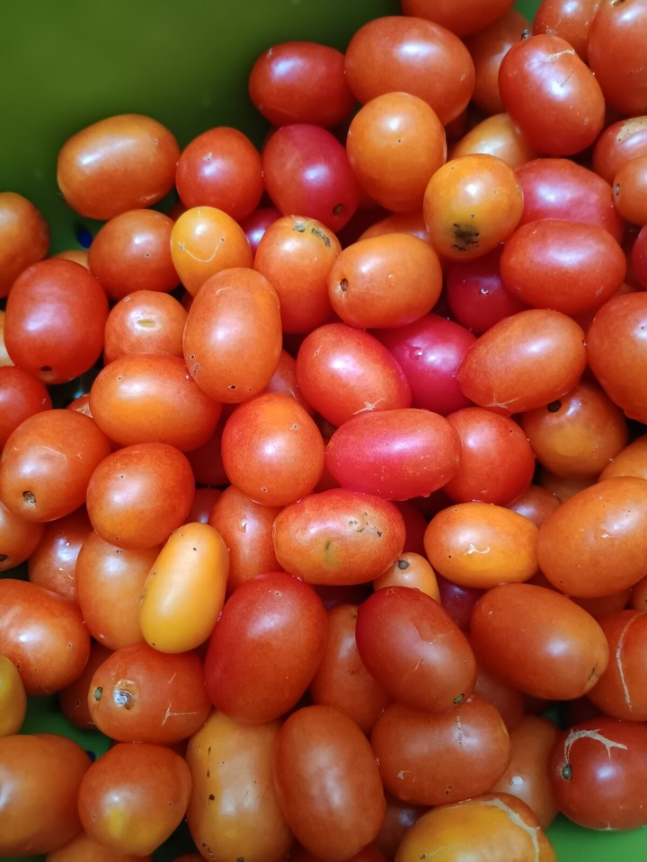 Hog Plum Ciruela Spanish Plum Spondias Purpurea 3 Fresh Unrooted ...