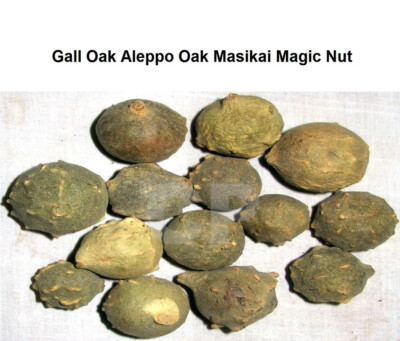Aleppo Oak Masikai Downy Oak Mayakku Mayaphala Manjuphal 250gm (8.8 OZ ...