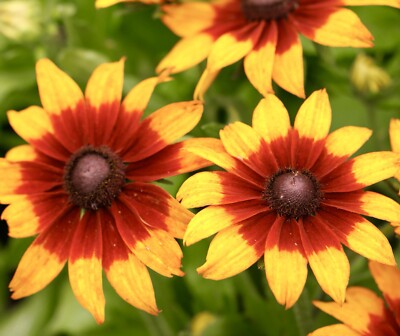 Golden Star Rudbeckia Hirta - 200x Seeds - Perennial Plant Bi Colour ...