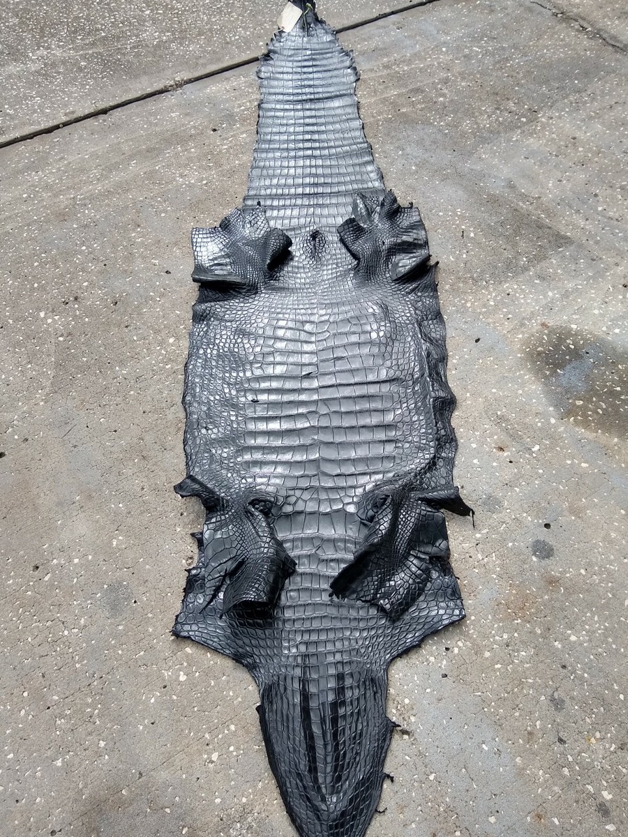 Alligator Hide