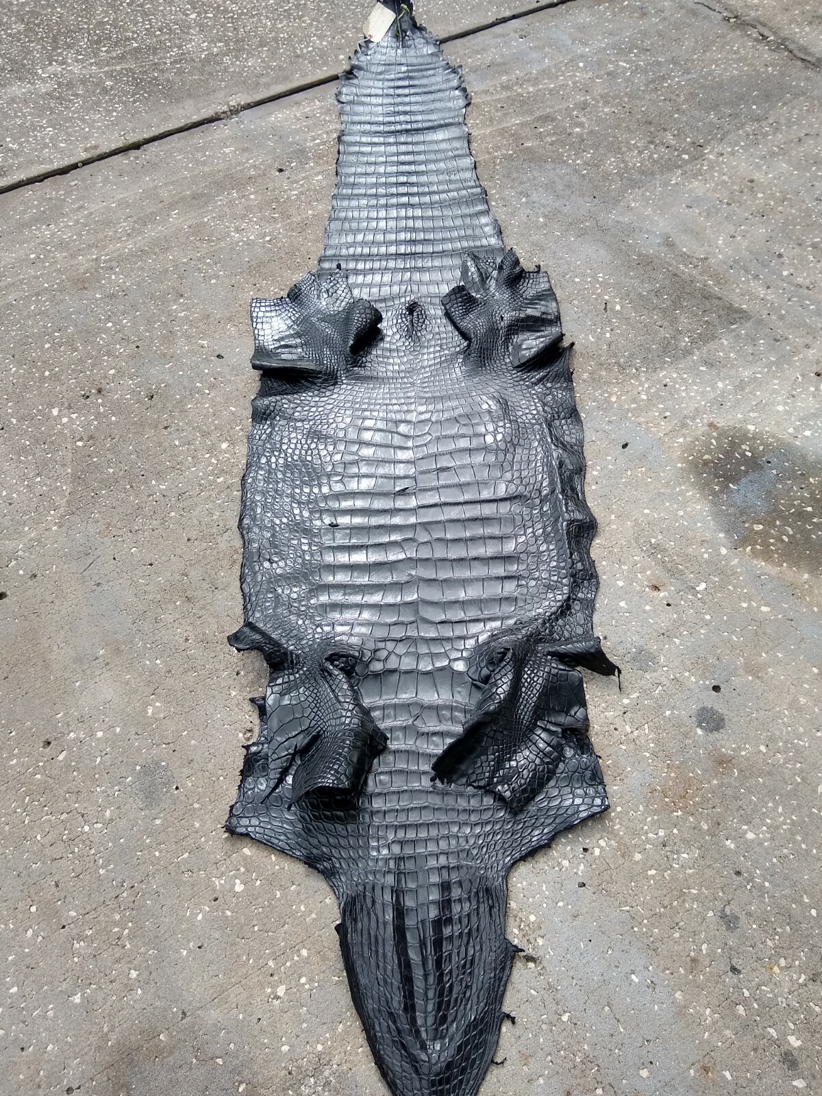 Genuine Wild American Alligator gator Hide Skin Pelt swamp leather BLK ...