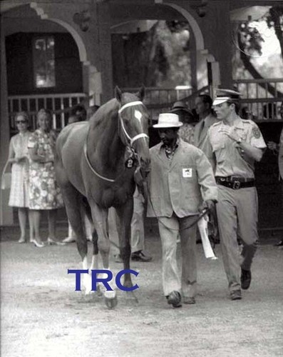 SECRETARIAT & EDDIE SWEAT -ORIGINAL 1973 8X10 BELMONT STAKES HORSE ...