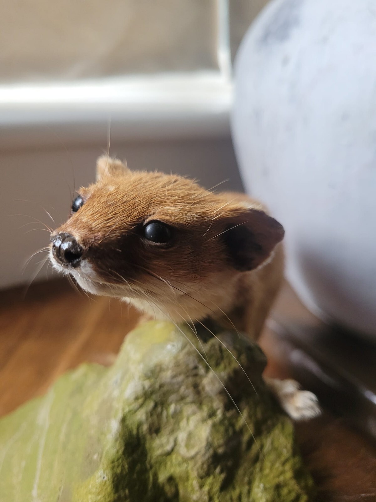 Taxidermy small stoat weasel beech marten Super Cute Unusual Curio ...