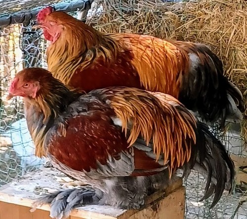6 Heavy Brahma Partridge Lavender Splash Brahma + Hatching Eggs Read ...