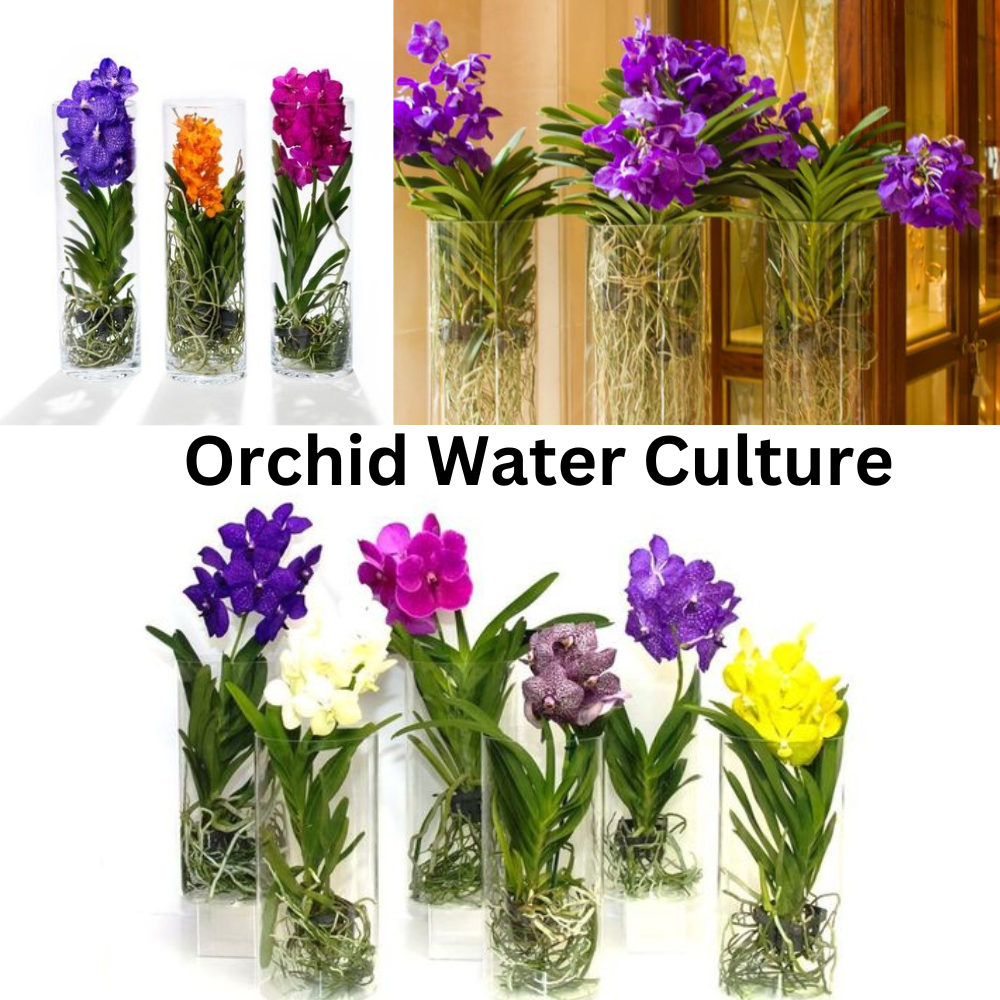Orchid Display Vanda Pots Vertical Indoor Outdoor Flower Gardening ...